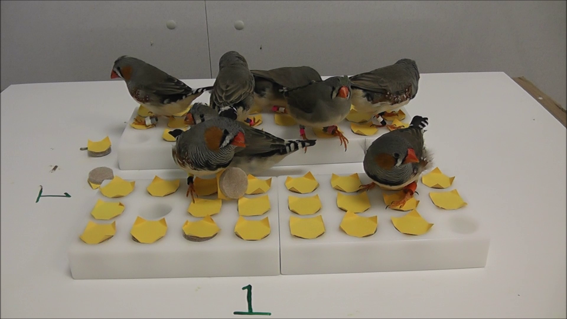 Neeltje Boogert – Home